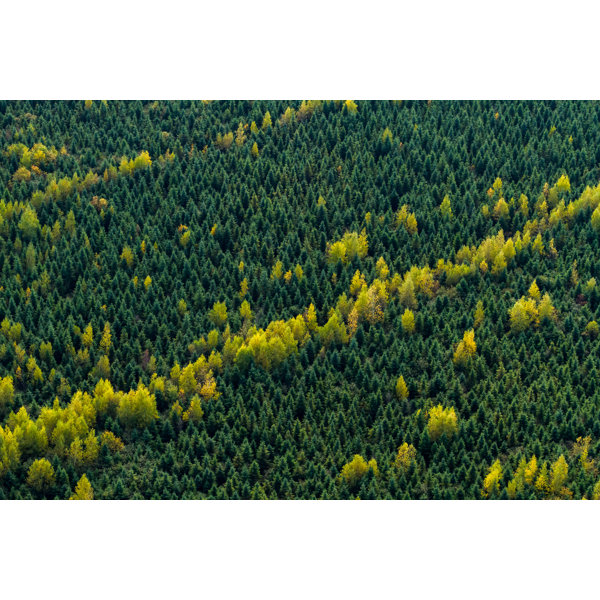Millwood Pines The Boreal Forest On Canvas by Patrick_Lauzon Print | Wayfair